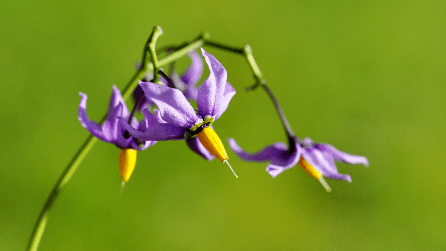 A Guide to Toxic & Hazardous Plants in Therapeutic Settings