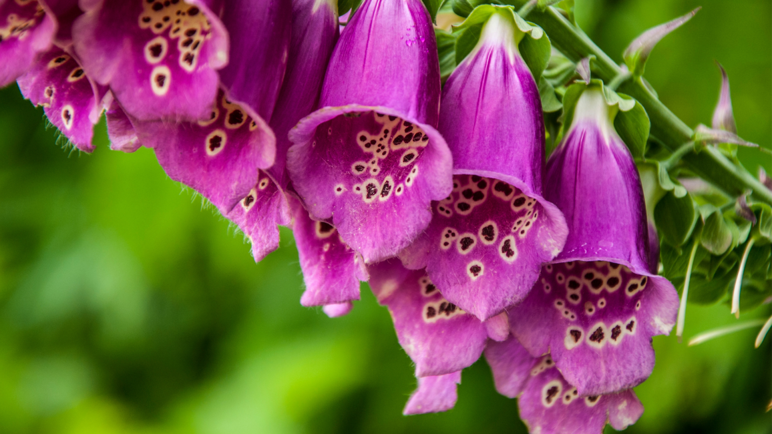 A Guide to Toxic & Hazardous Plants in Therapeutic Settings