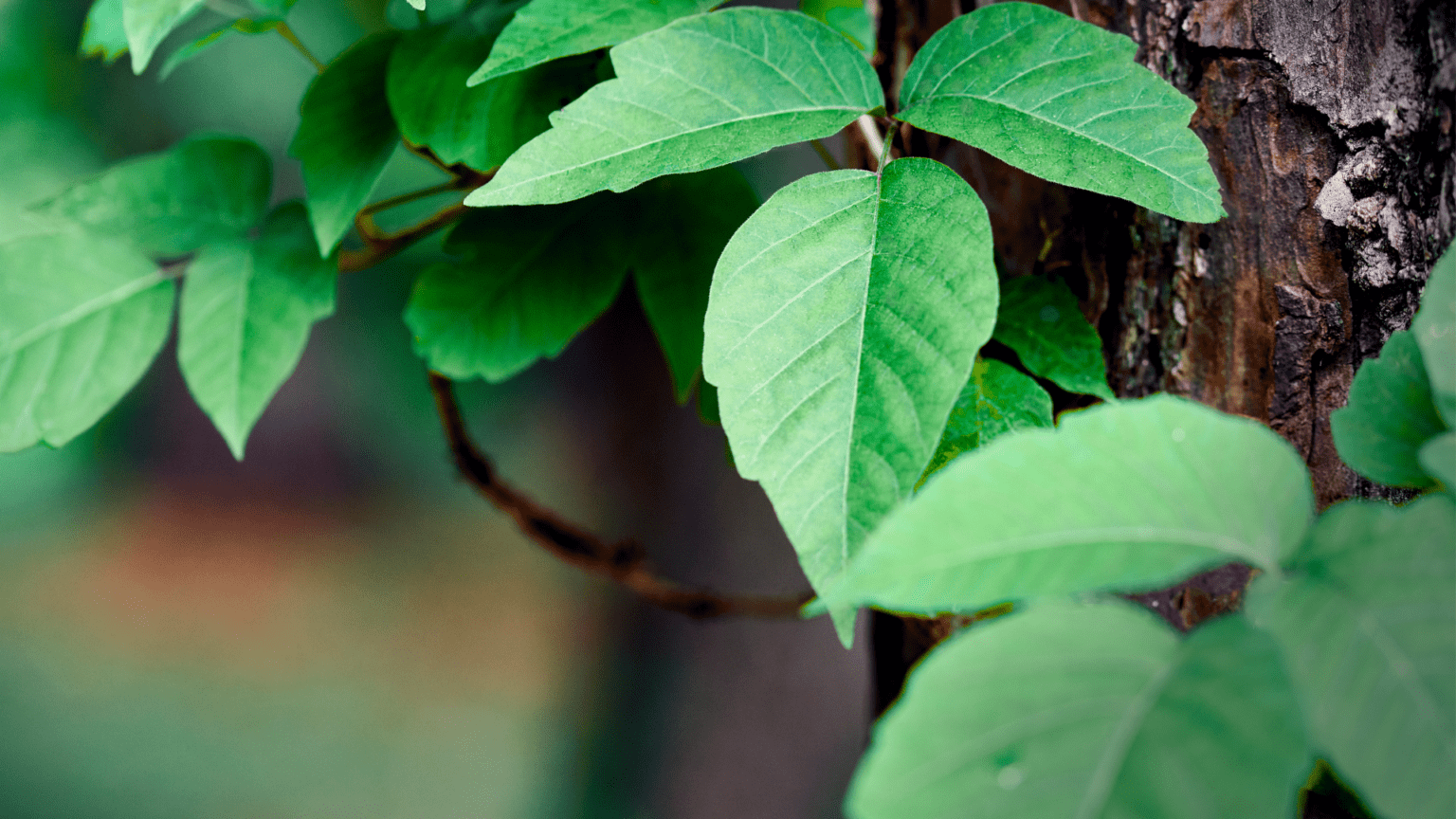 A Guide to Toxic & Hazardous Plants in Therapeutic Settings