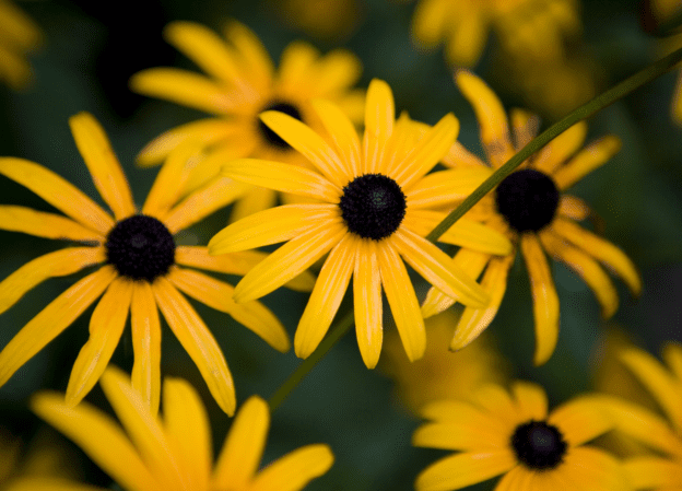 Your Ultimate Guide to Sensory Plants & Their Therapeutic Benefits