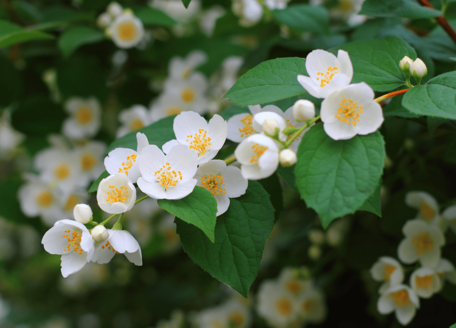 Your Ultimate Guide to Sensory Plants & Their Therapeutic Benefits