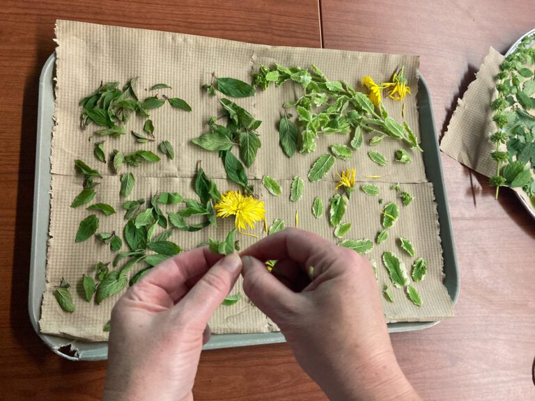 Your Ultimate Guide to Sensory Plants & Their Therapeutic Benefits