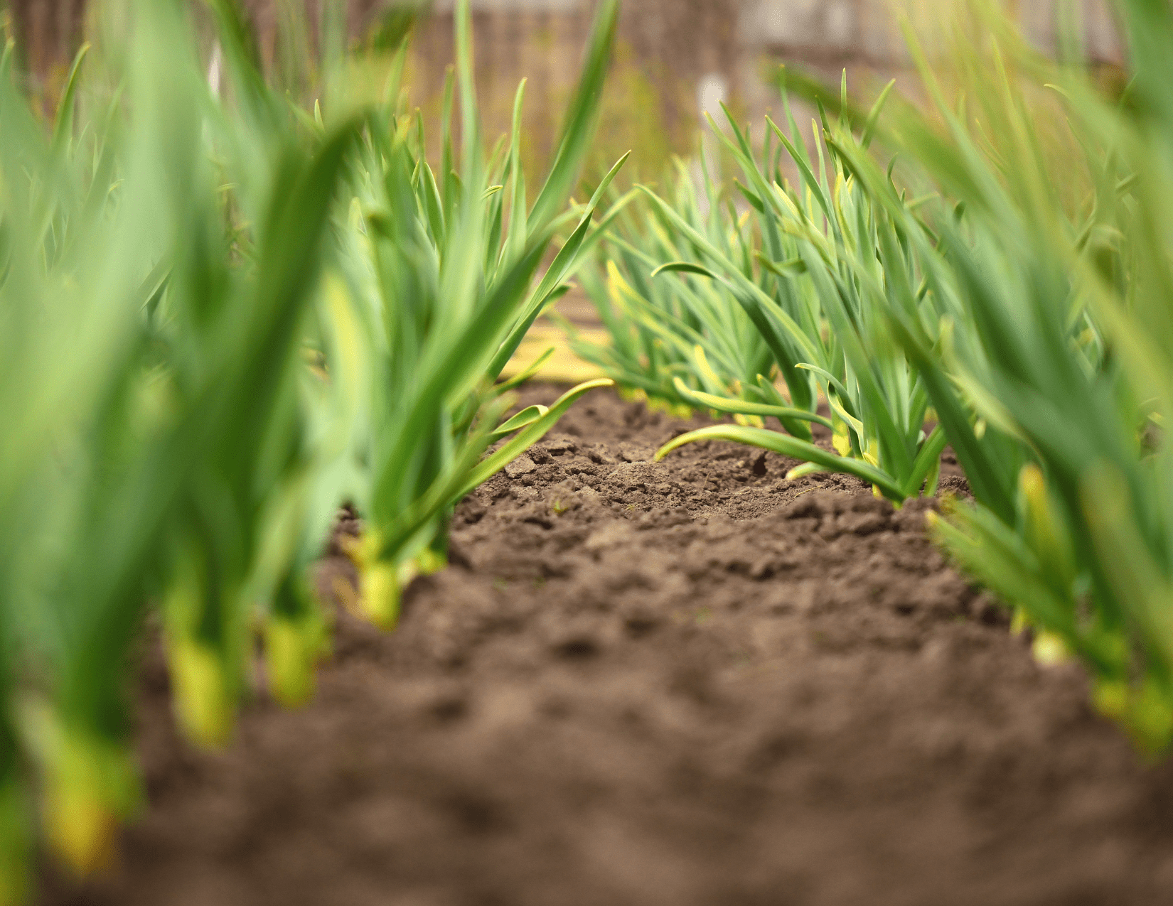 Human Issues in Horticulture - Root in Nature