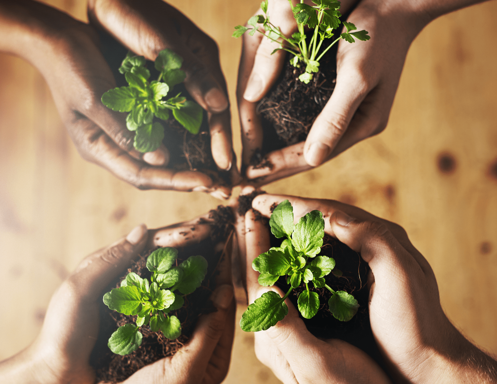 Consumer Horticulture Advancement: Identifying Critical Research Areas ...