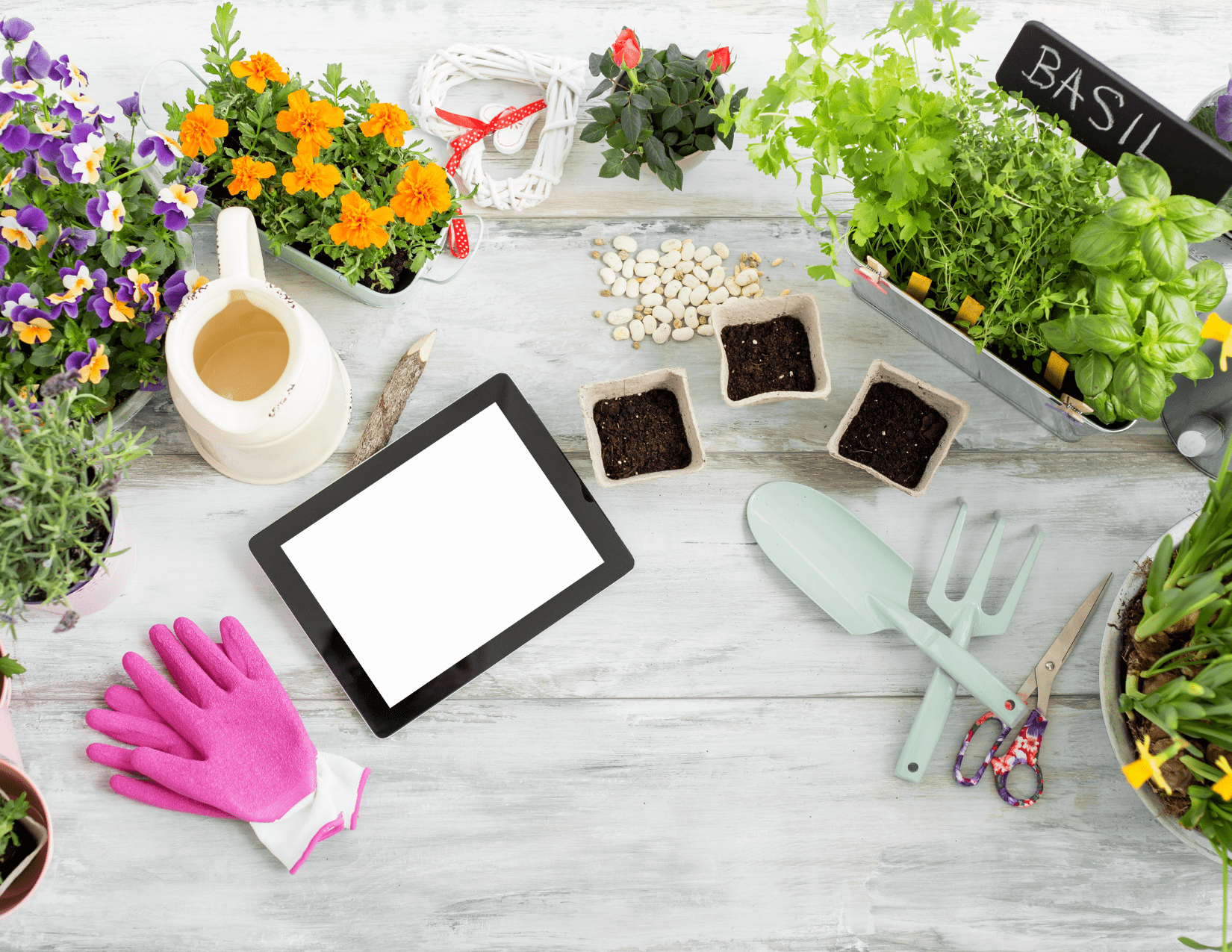 At-home Plant Growing Kits Foster Positive Student Experiences in an ...