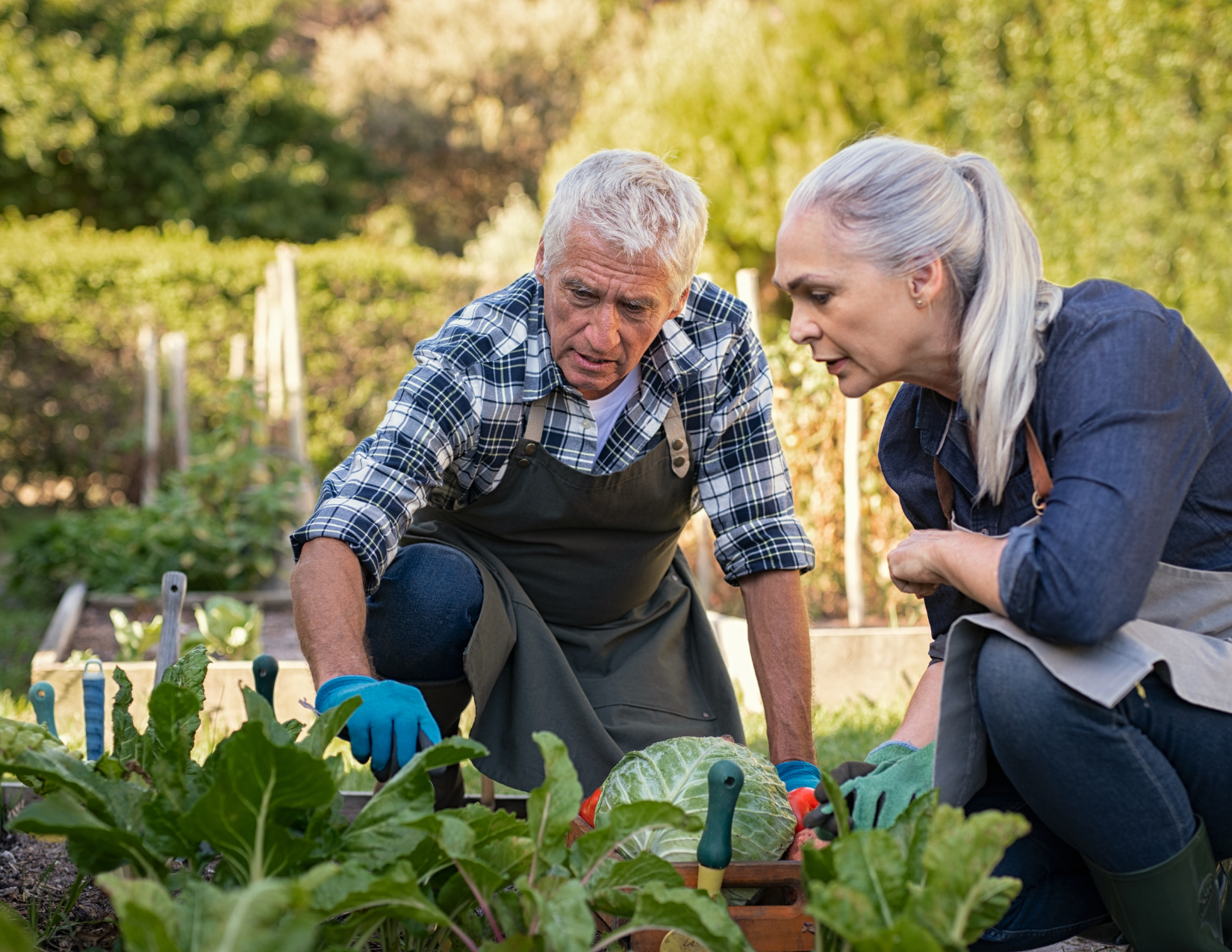 Horticultural Activity Interventions and Outcomes: A Review - Root in ...