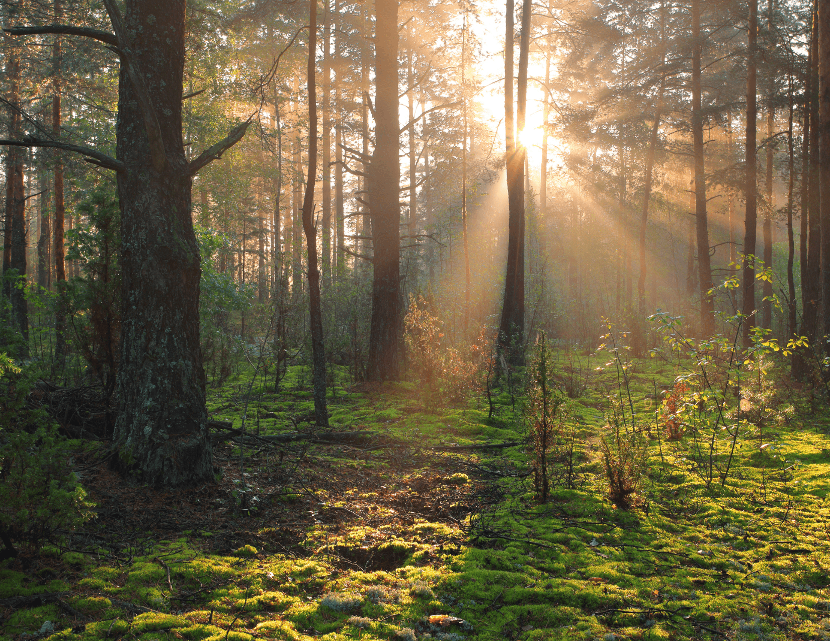Effects of forest bathing (shinrin-yoku) on levels of cortisol as a ...