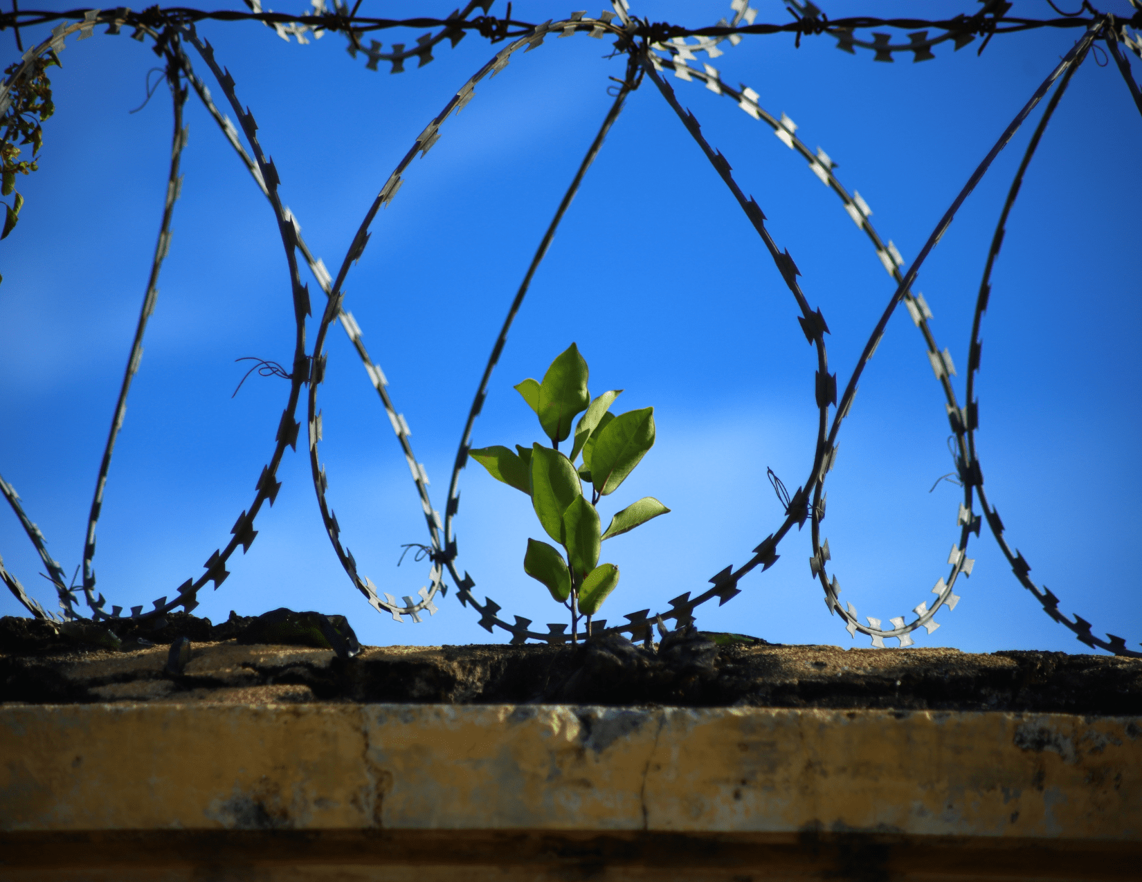 The Benefits of Horticultural Therapy for Prison Populations - Root in ...