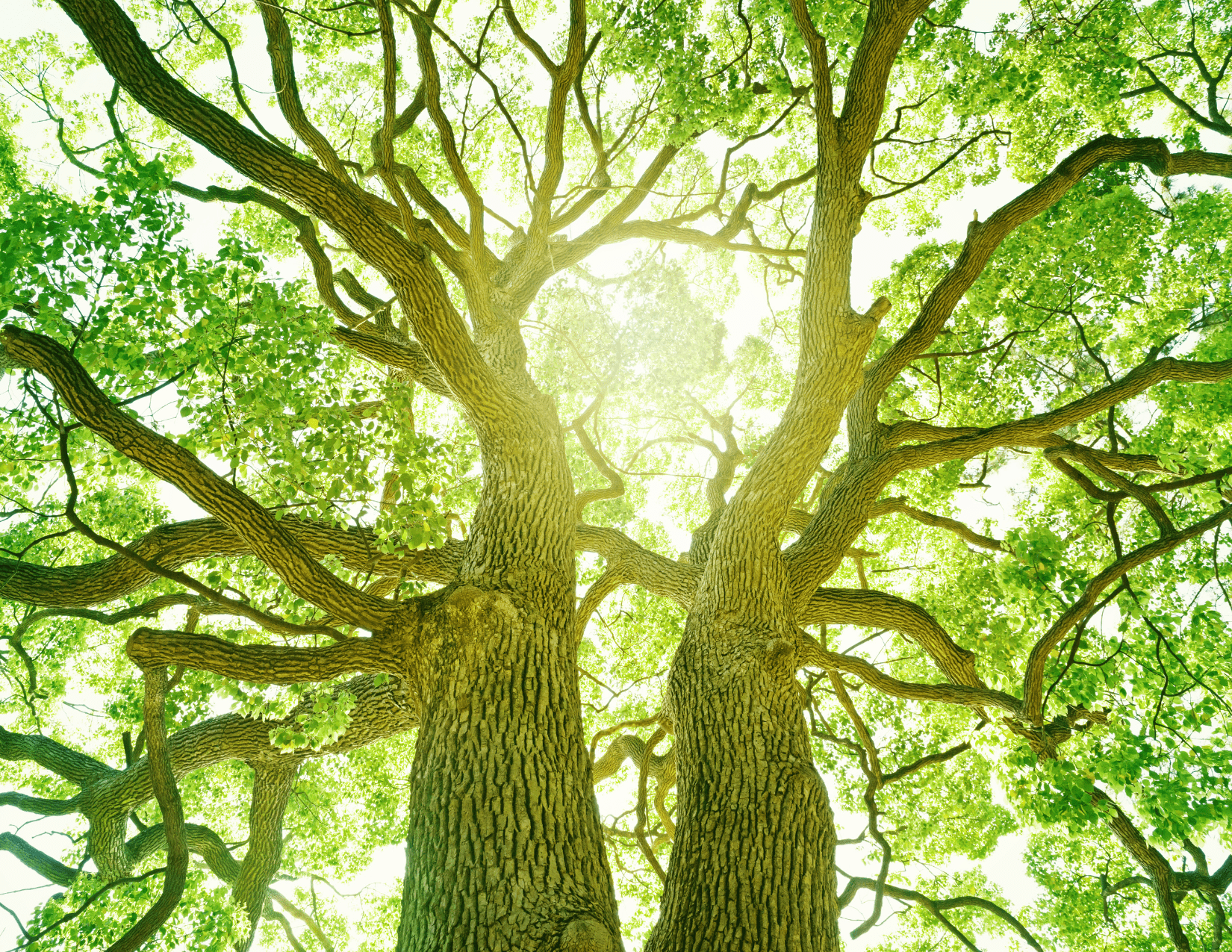 The Cost Effectiveness of Ecotherapy as a Healthcare Intervention ...