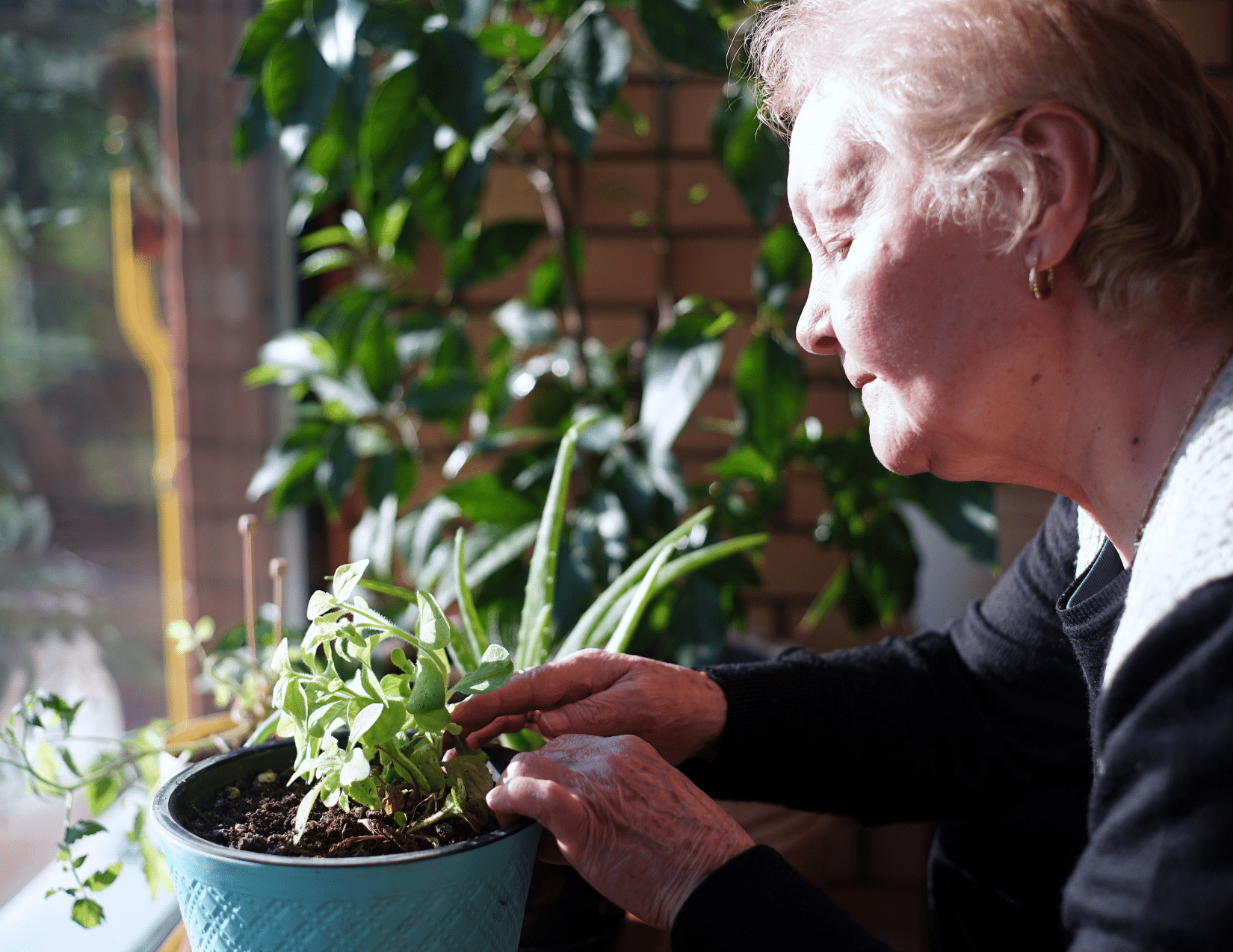 The Impact of Indoor Plants on Patient Recovery: Physiological and ...