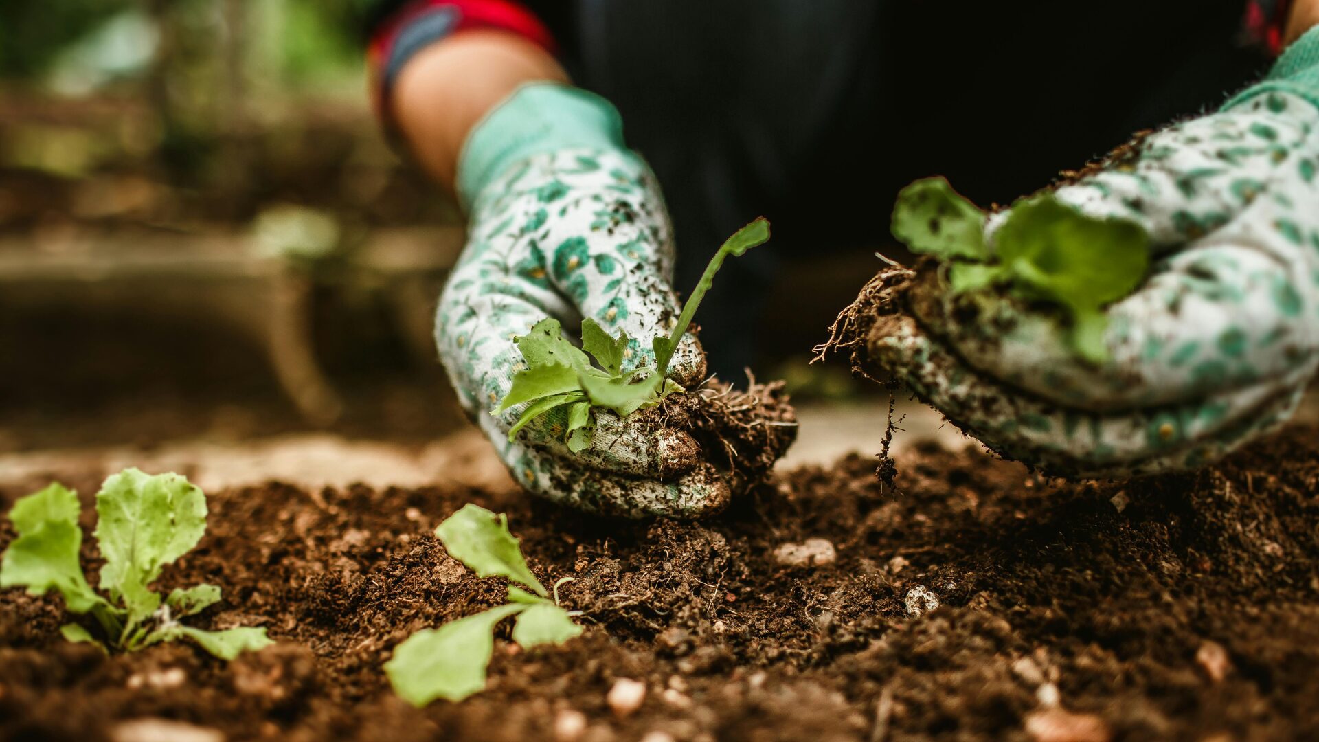 Therapeutic Horticulture for Rehabilitation: Research Tools